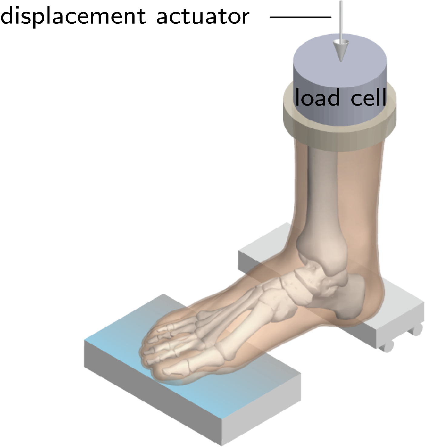 Why foot stiffness? – Arched Foot