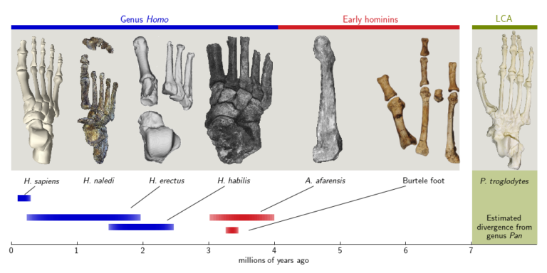 Evolution – Arched Foot