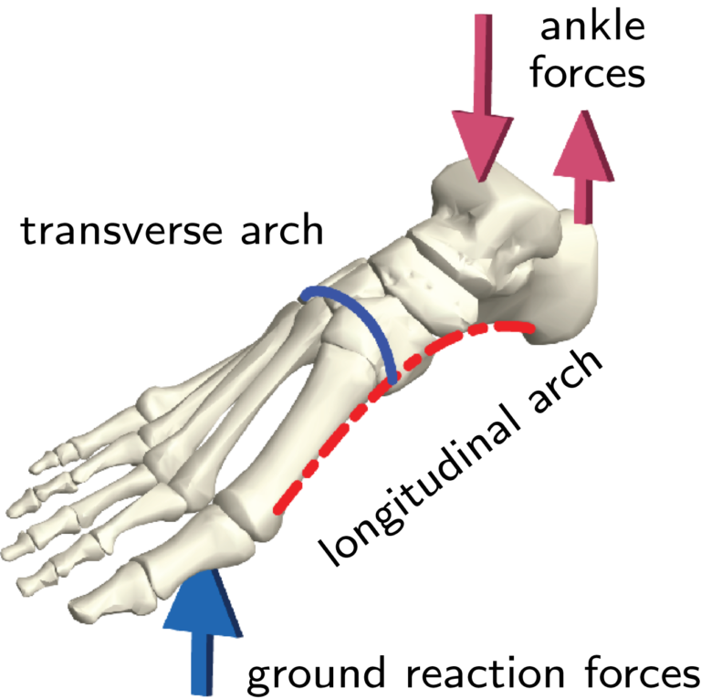 Biomechanics – Arched Foot